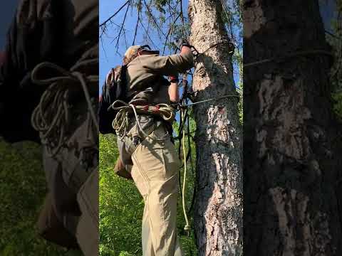 Logan Harris One Stick Climbing And Rappel Method Youtube