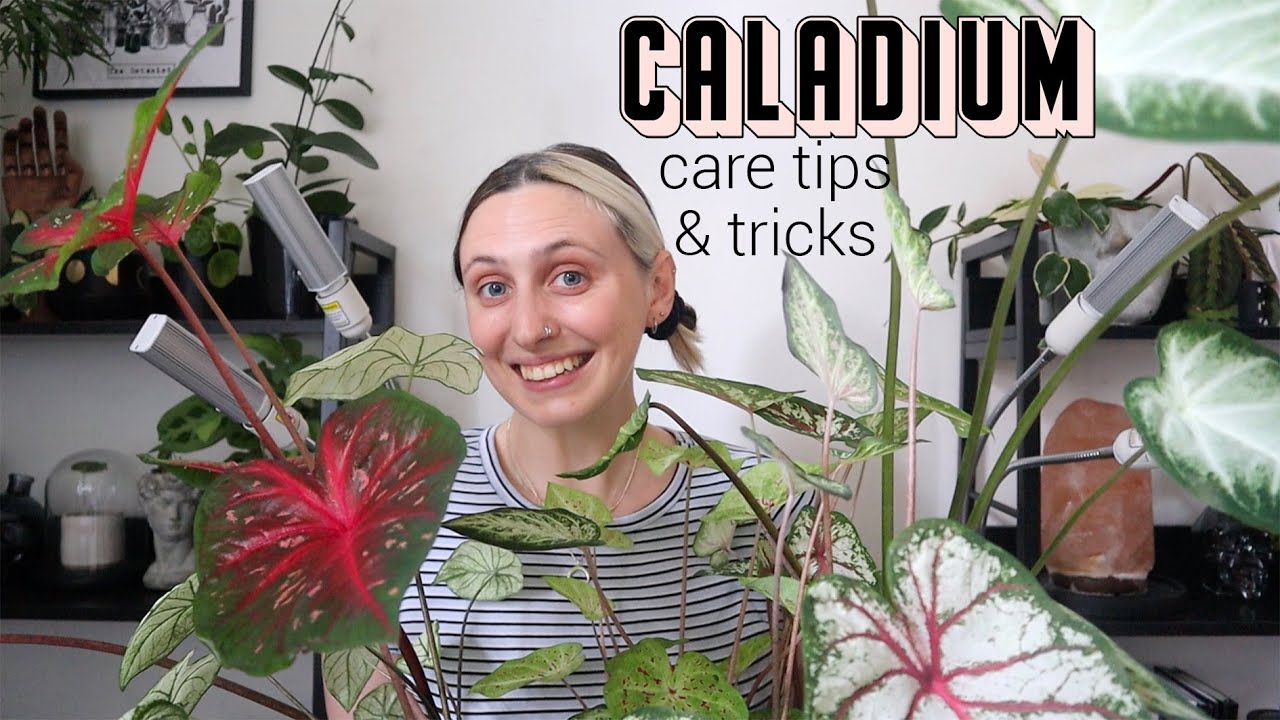 Caladium Care Tips Tricks Youtube