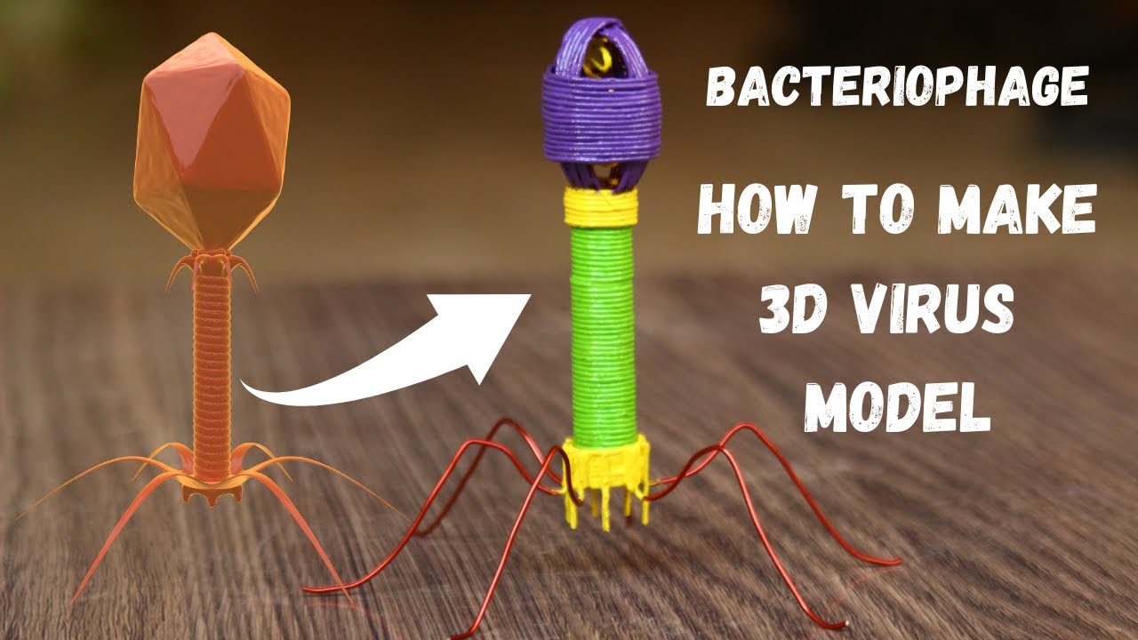 How To Make Bacteriophage Virus 3d Model Diy At Home Making Easy