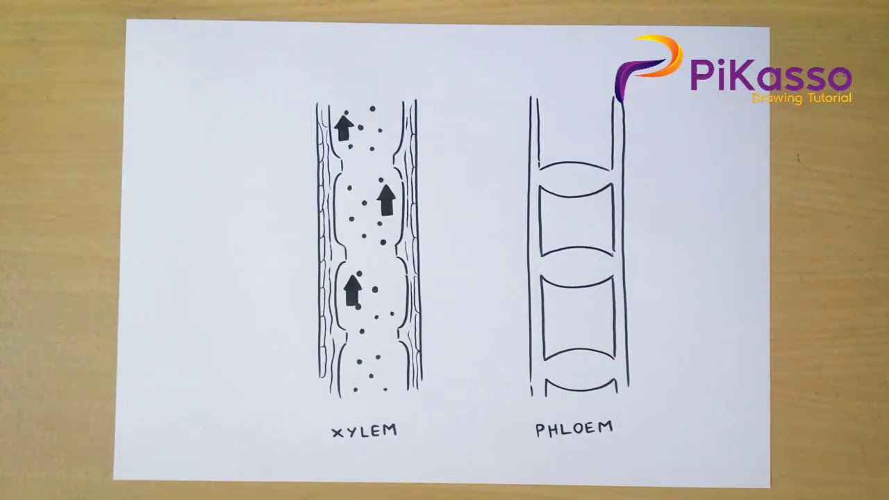 How To Draw Xylem And Phloem Youtube