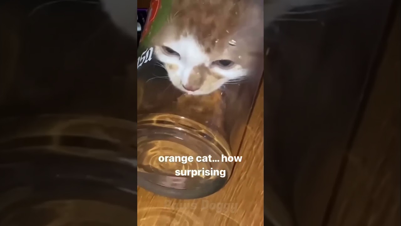 Funniest Cat Videos ёяшв Best Funny Animal Memes 2024 ёяш Shorts Funnycats