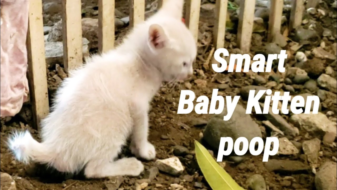 Watch How Little Kitten Poop In A Smart Way Youtube