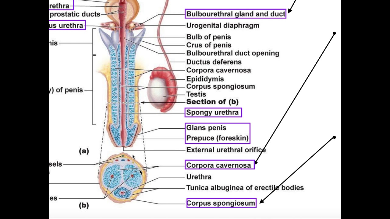 Male Reproductive Anatomy Penis Urethra Youtube