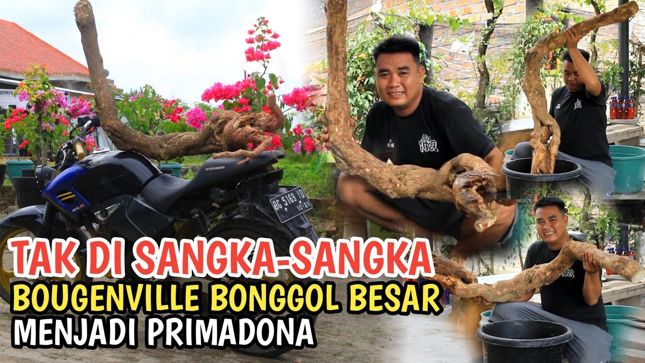 Menanam Bougenville Bonggol Besar Youtube
