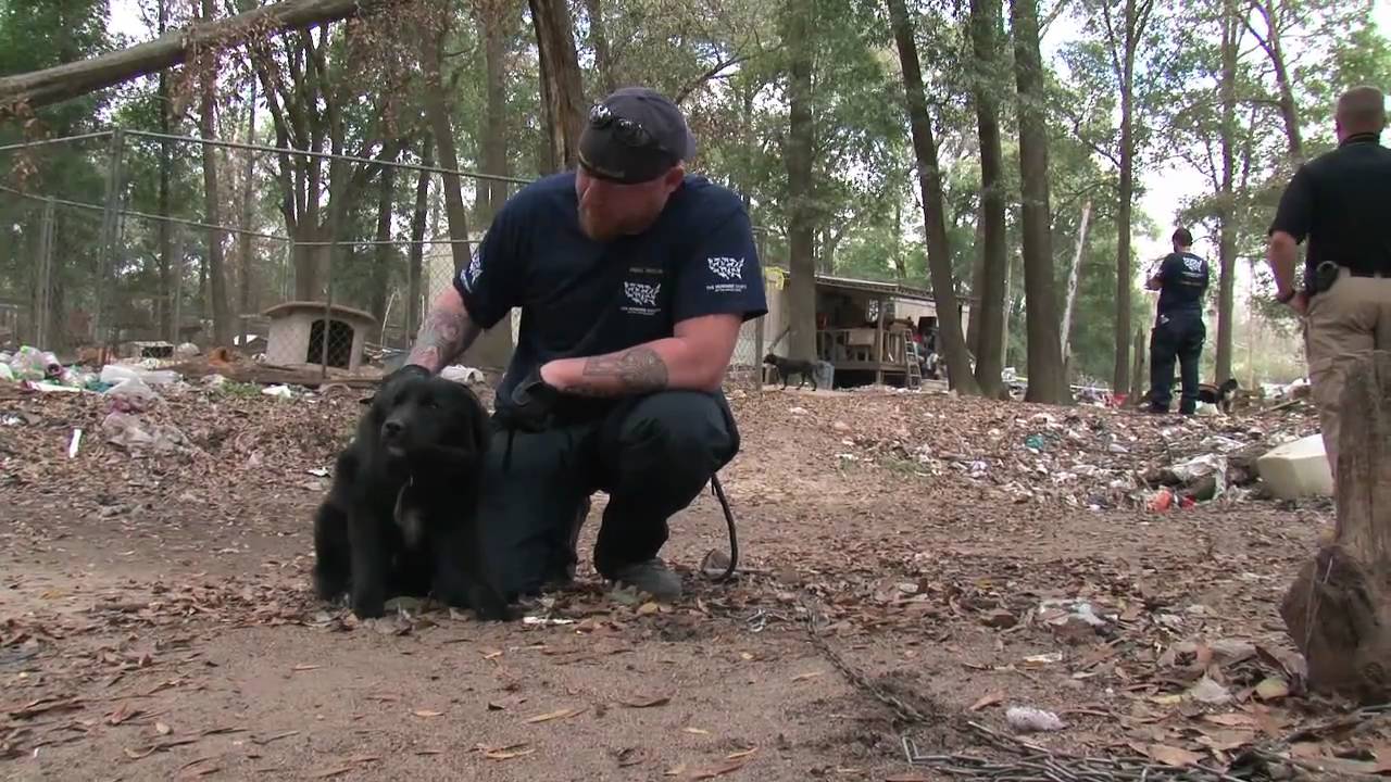 Alabama Animal Hoarding Rescue Youtube