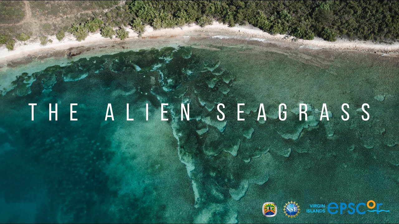 The Alien Seagrass Youtube