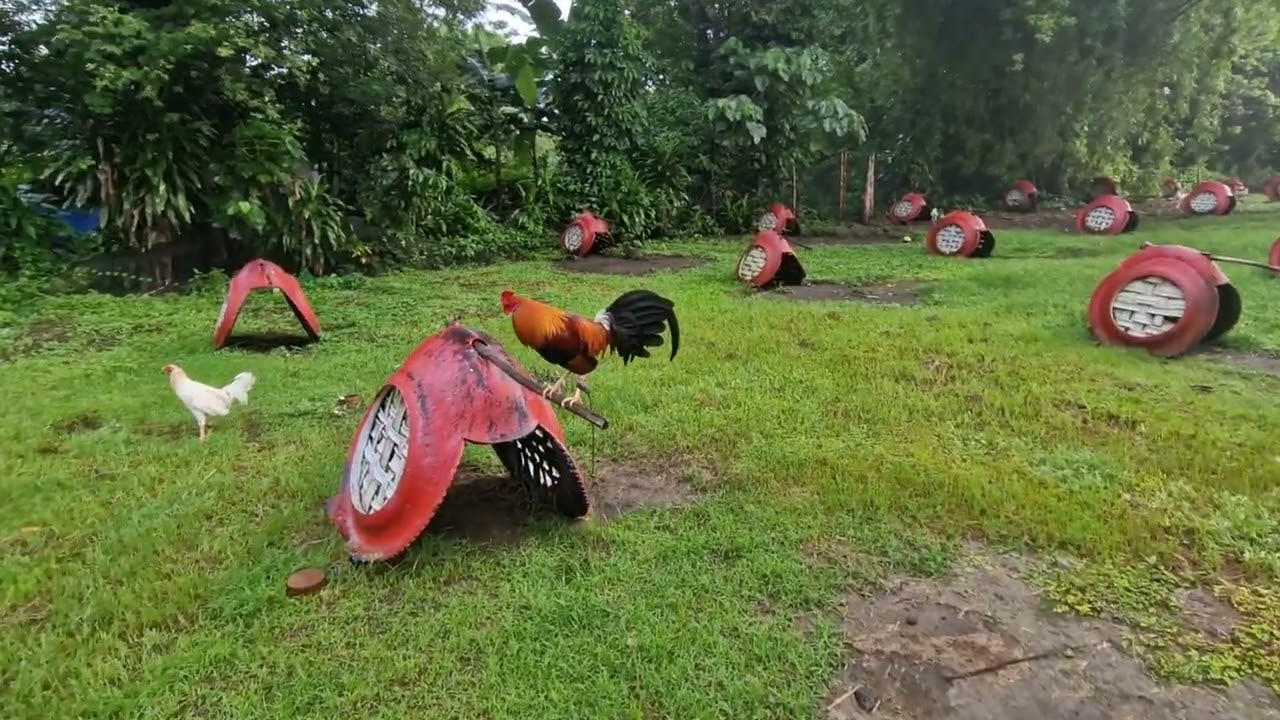 Breeding Season Na Youtube