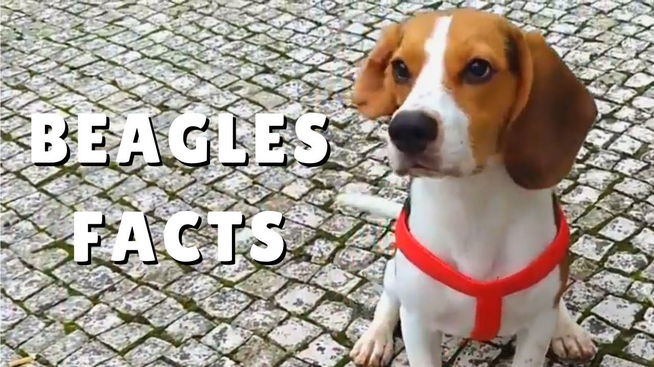 Beagles Interesting Facts History Youtube