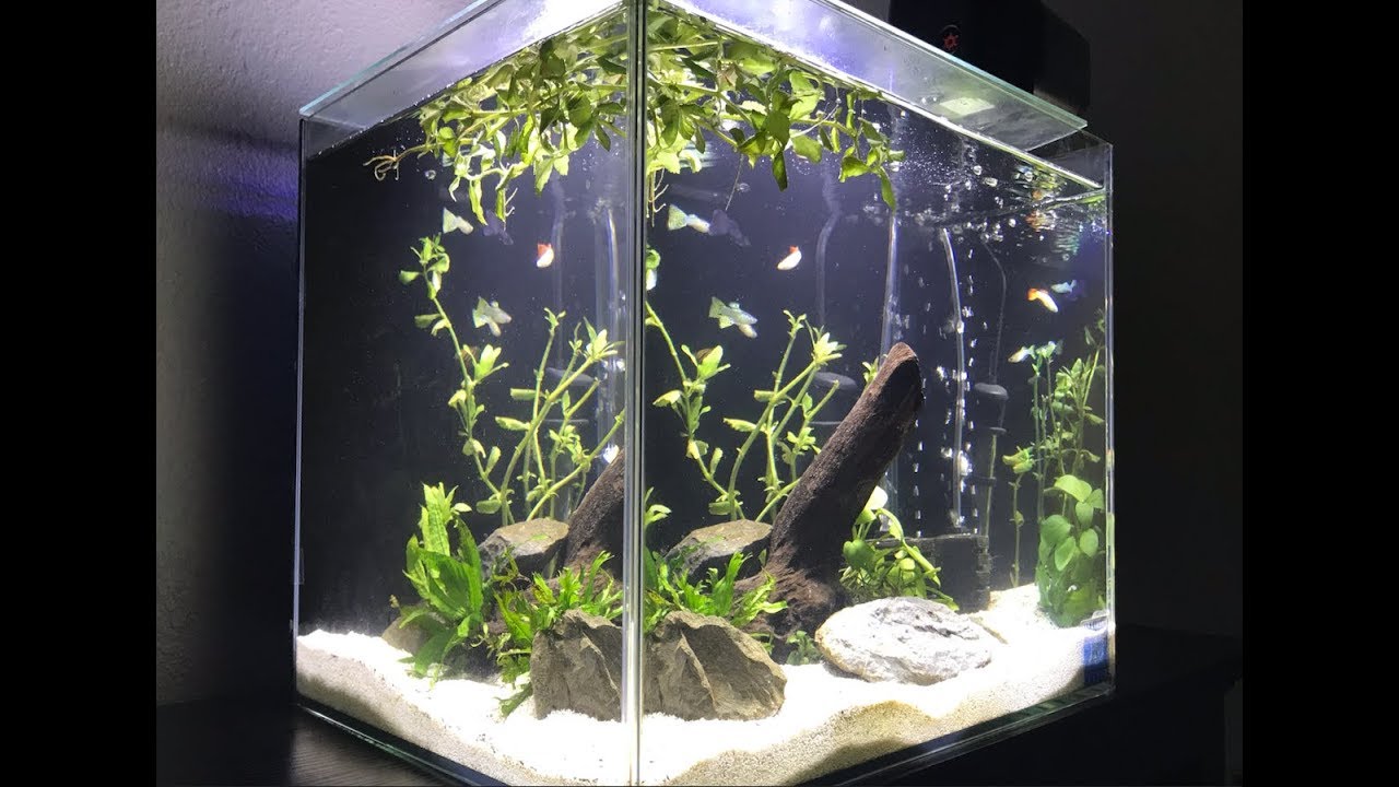 Guppy Fish Planted Tank Youtube