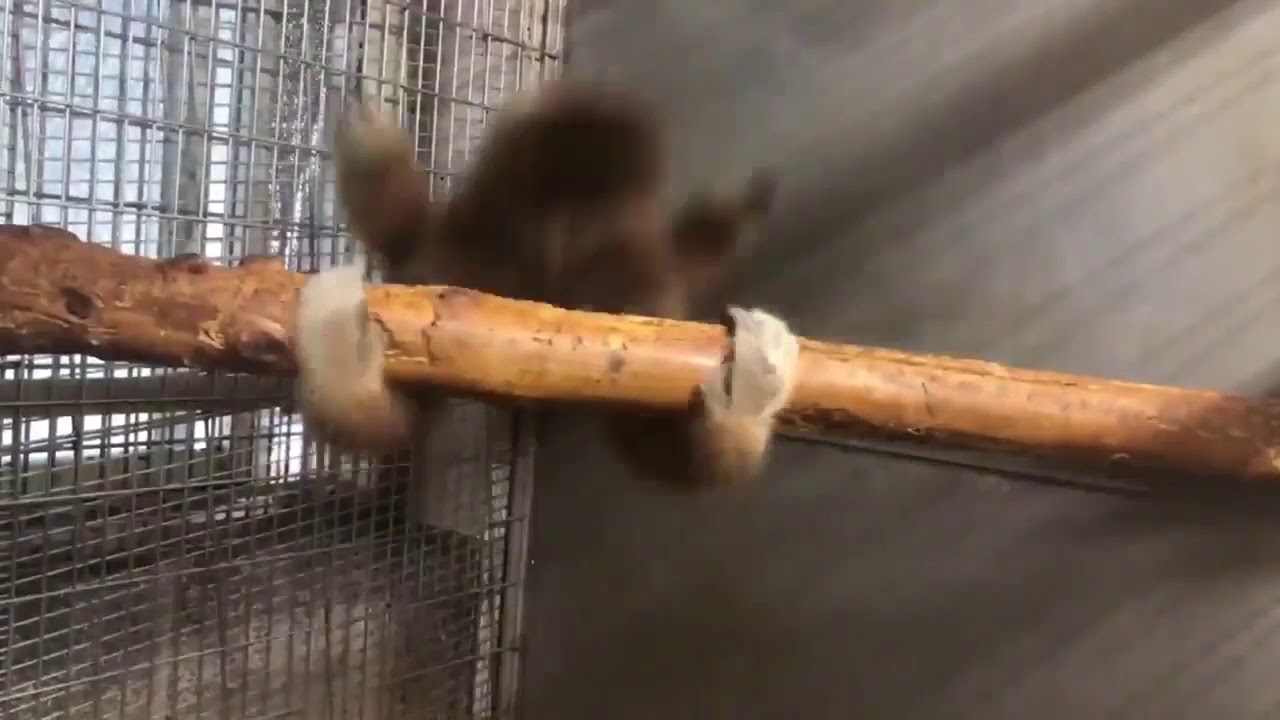 Monkey Spinning For 10 Hours Youtube