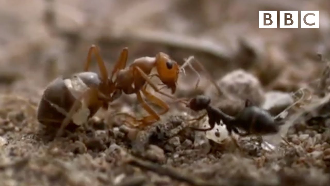 Ant Colony Raids A Rival Nest Natural World Empire Of The Desert