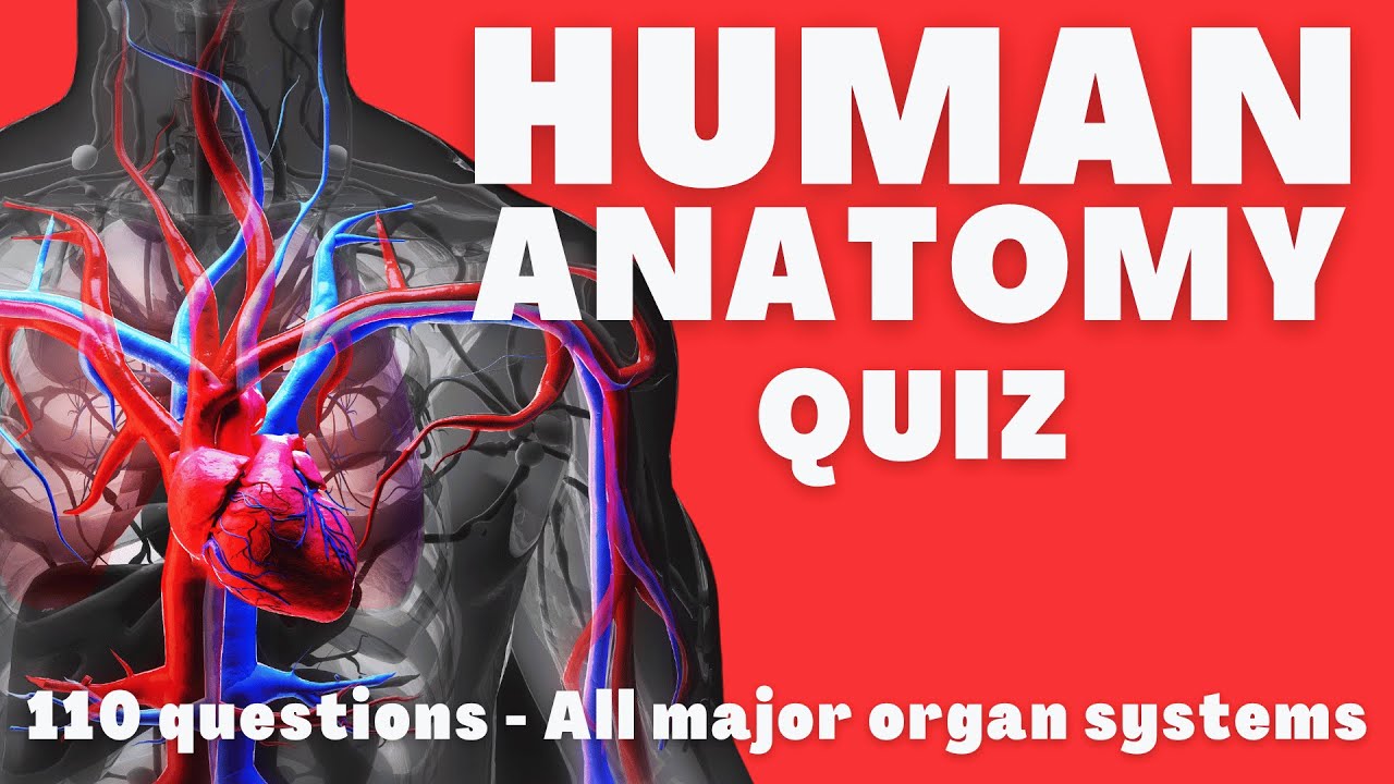 Complete Human Anatomy Quiz Can You Answer These Questions About The