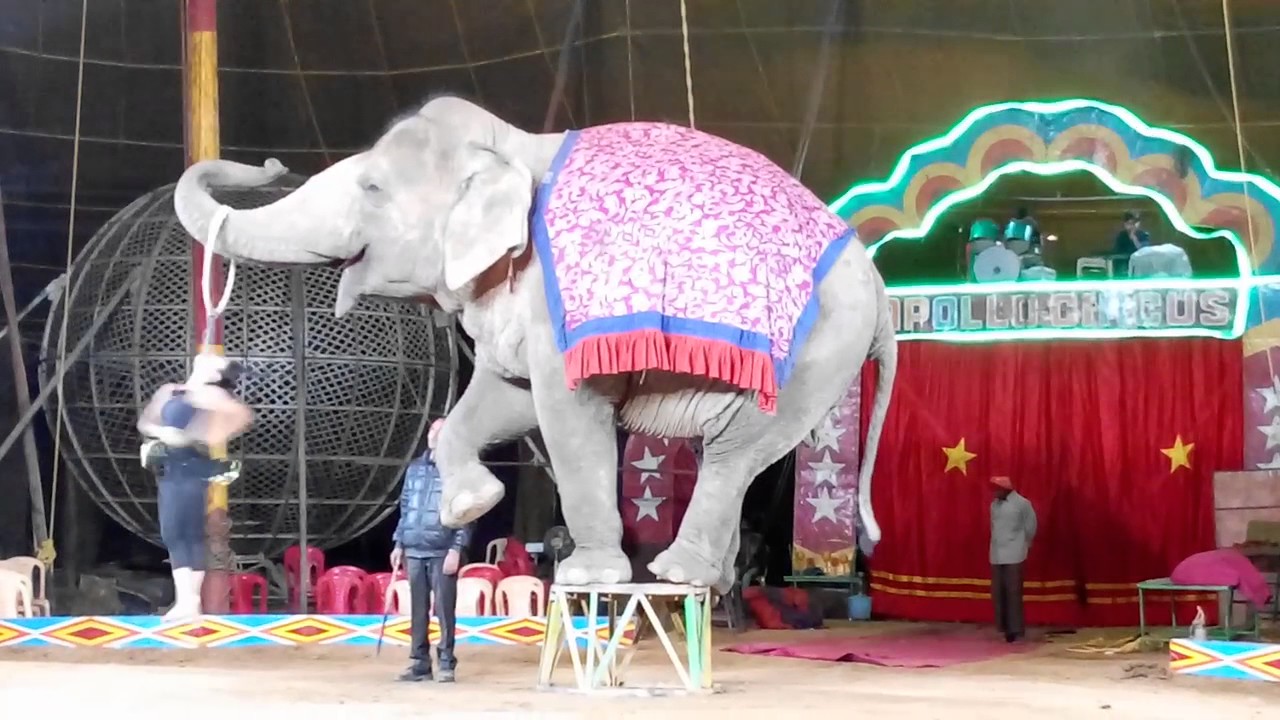Apollo Circus Elephant With Girl Romance Dance Of India Youtube