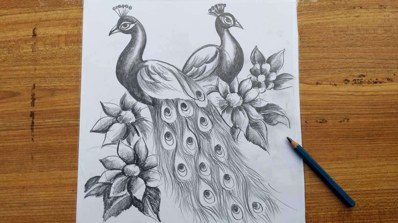 Peacock Sketch With Pencil