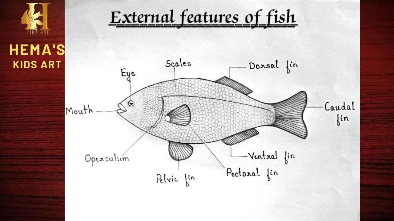 External Anatomy Fish External Anatomy Fish Stock Illustrations 31