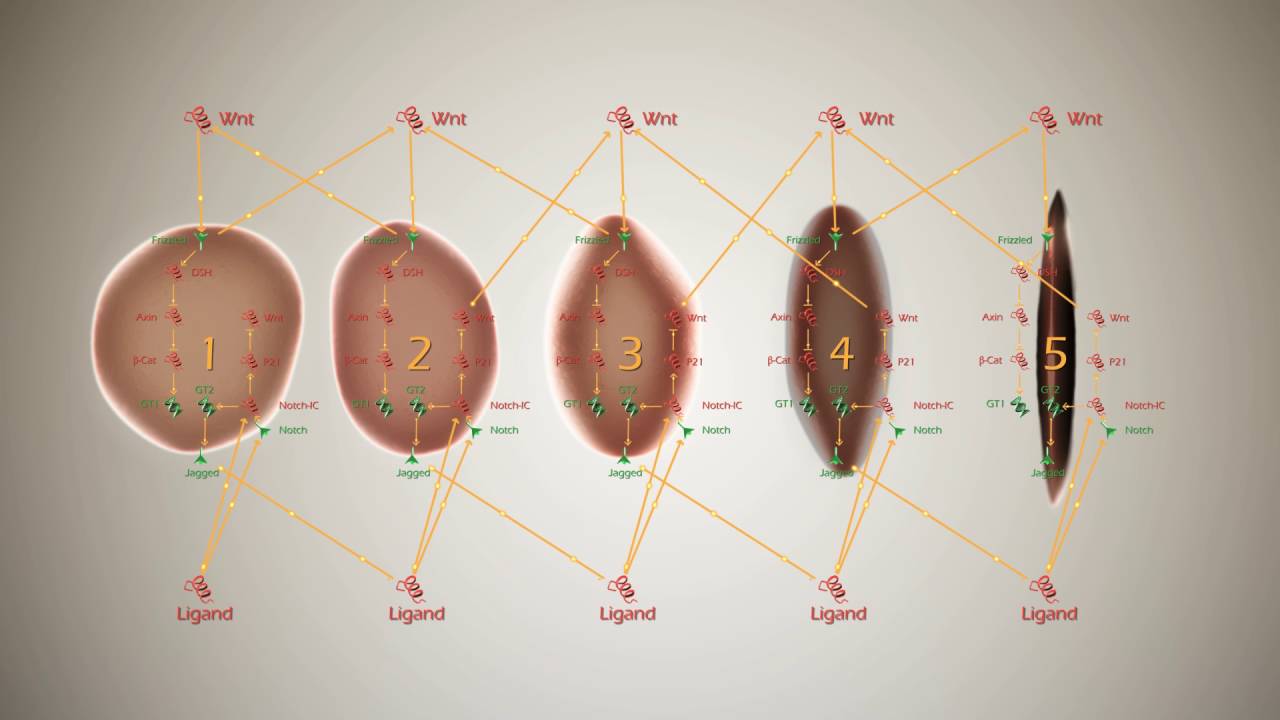Bio Model Analyzer Youtube