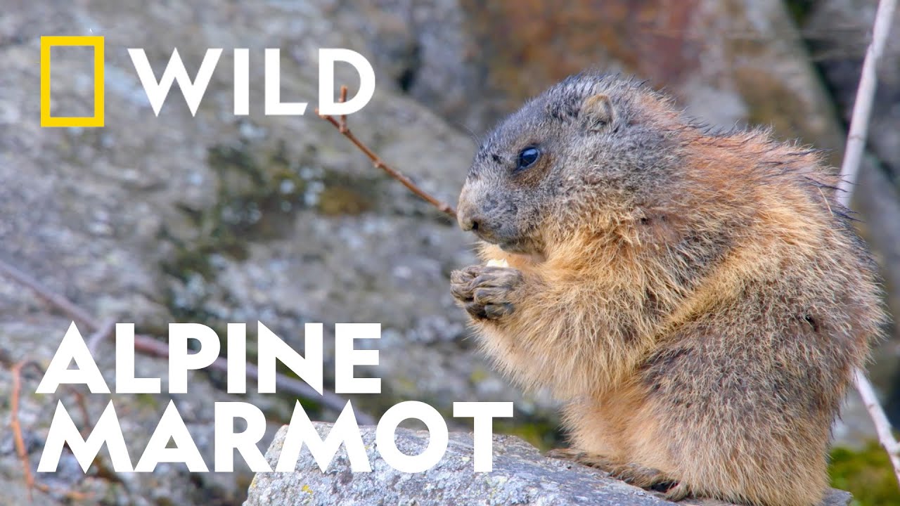 Alpine Marmot Emerges From Hibernation Wild Europe National