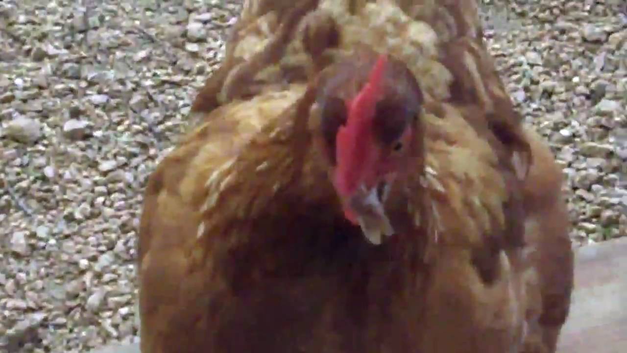 Chicken Crooked Ass Beak Youtube