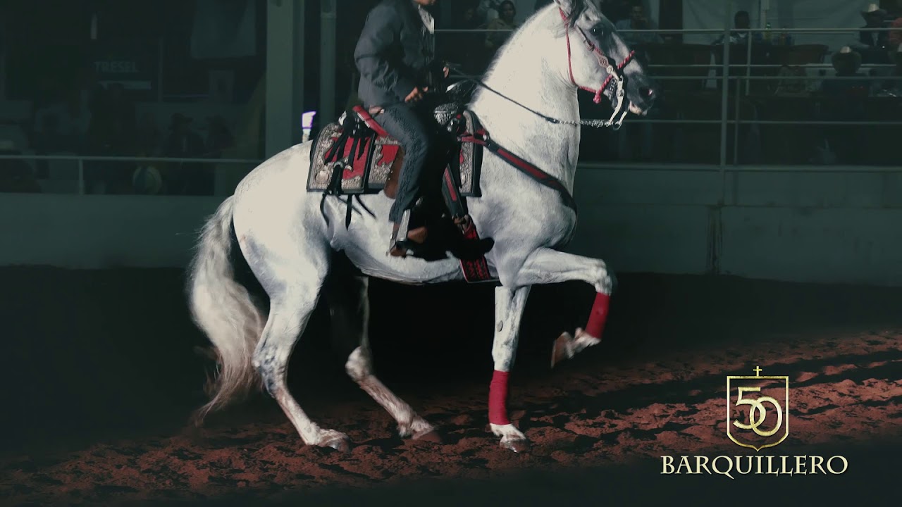 Barquillero Yeguada El Cincuenta Youtube