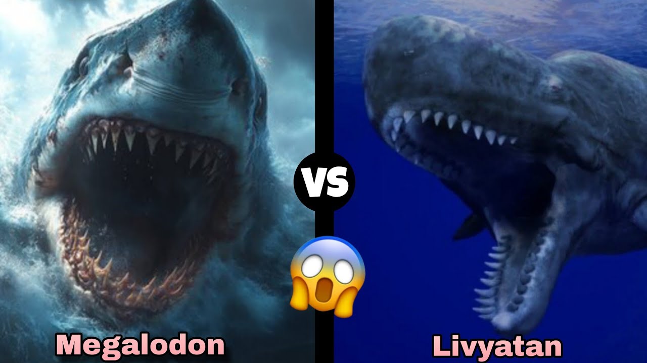 Megalodon Vs Livyatan Who Would Win Between This Two Legendary