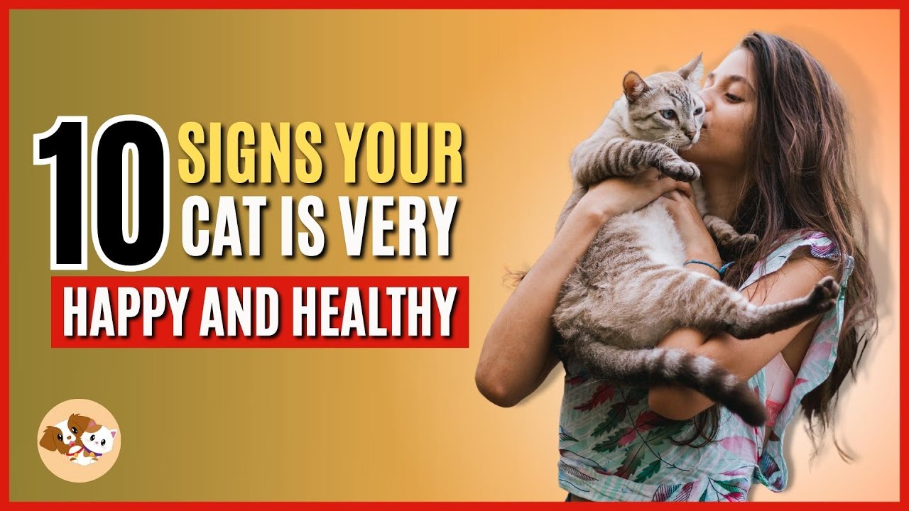 10 Signs Your Cat Is Very Happy And Healthy Signs Your Cat Is Happy
