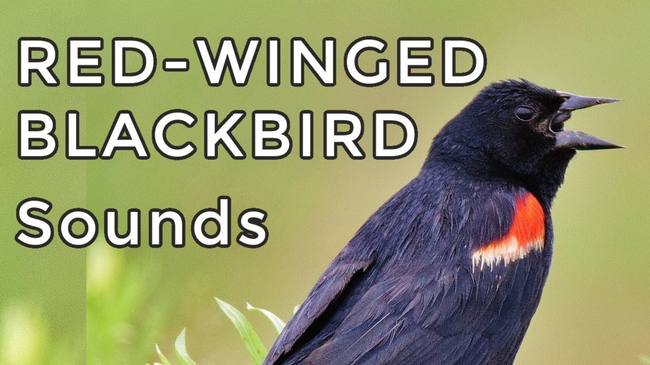 Red Winged Blackbird Sounds Learn Their 4 Most Common Songs And Calls