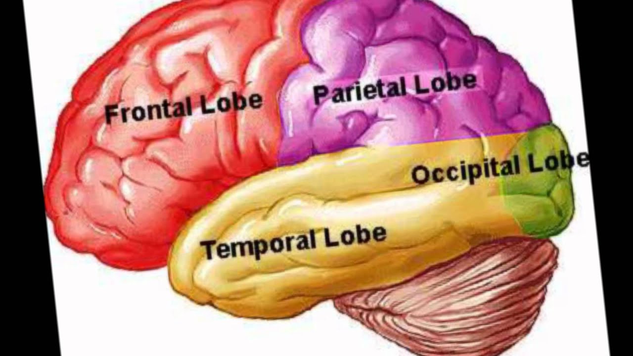 The Structure Of The Brain Youtube