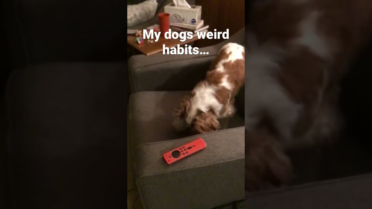 My Dogs Weird Habits Youtube