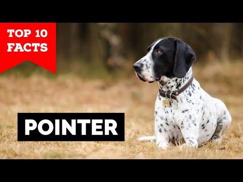 Facts About Pointer Dogs Top 10 Updated Guide