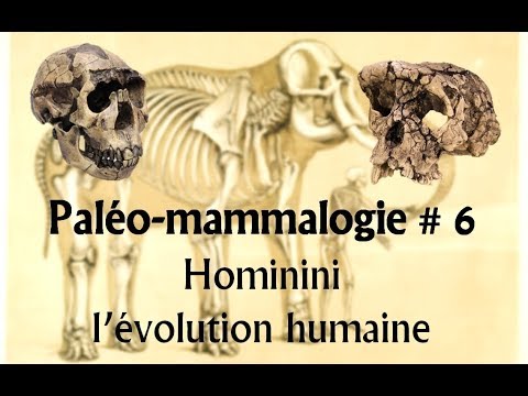 Paléomammalogie 6 Hominini L évolution Humaine Youtube