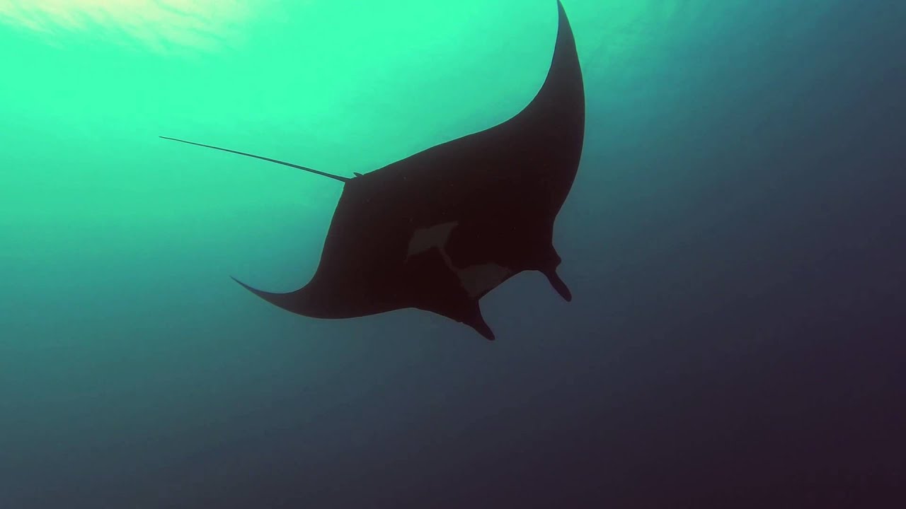 Giant Oceanic Manta Ray Alchetron The Free Social Encyclopedia