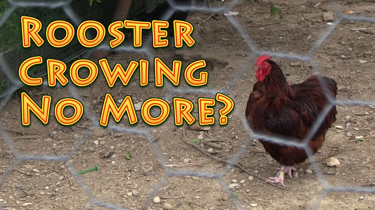 How To Keep A Rooster Quiet Headassistance3