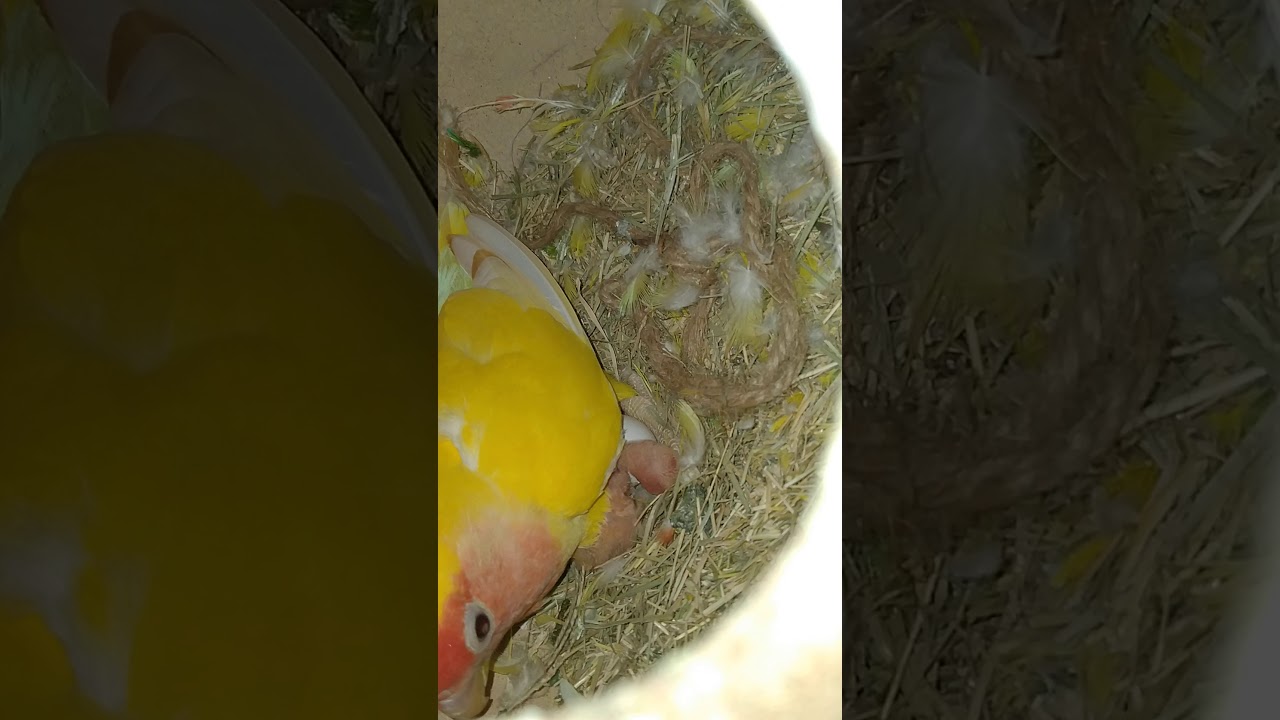 Birds Breeding Progress Youtube