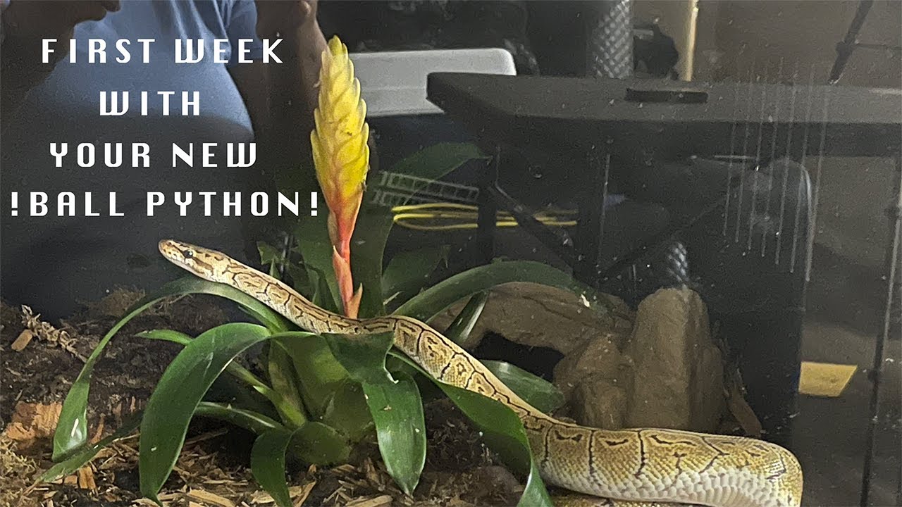 New Snake First Week With Your New Ball Python Youtube