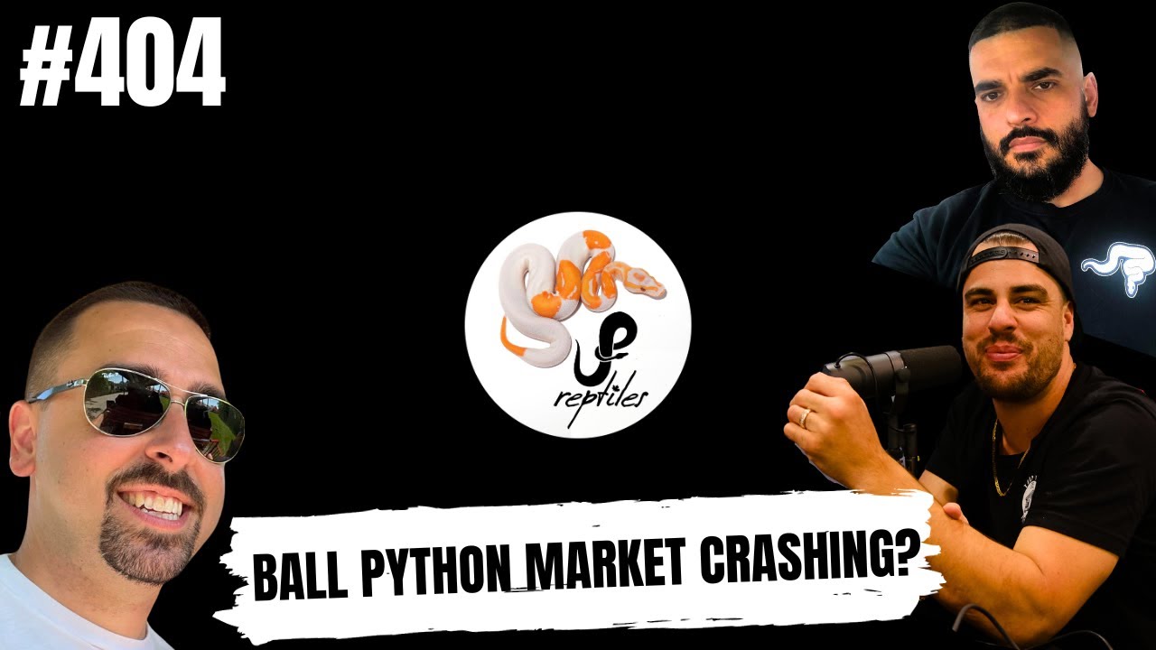 Jp Explains Some Frustrations With The Ball Python Market Youtube