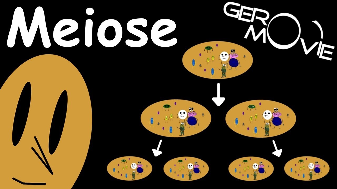 Meiose Biologie Geromovie Youtube