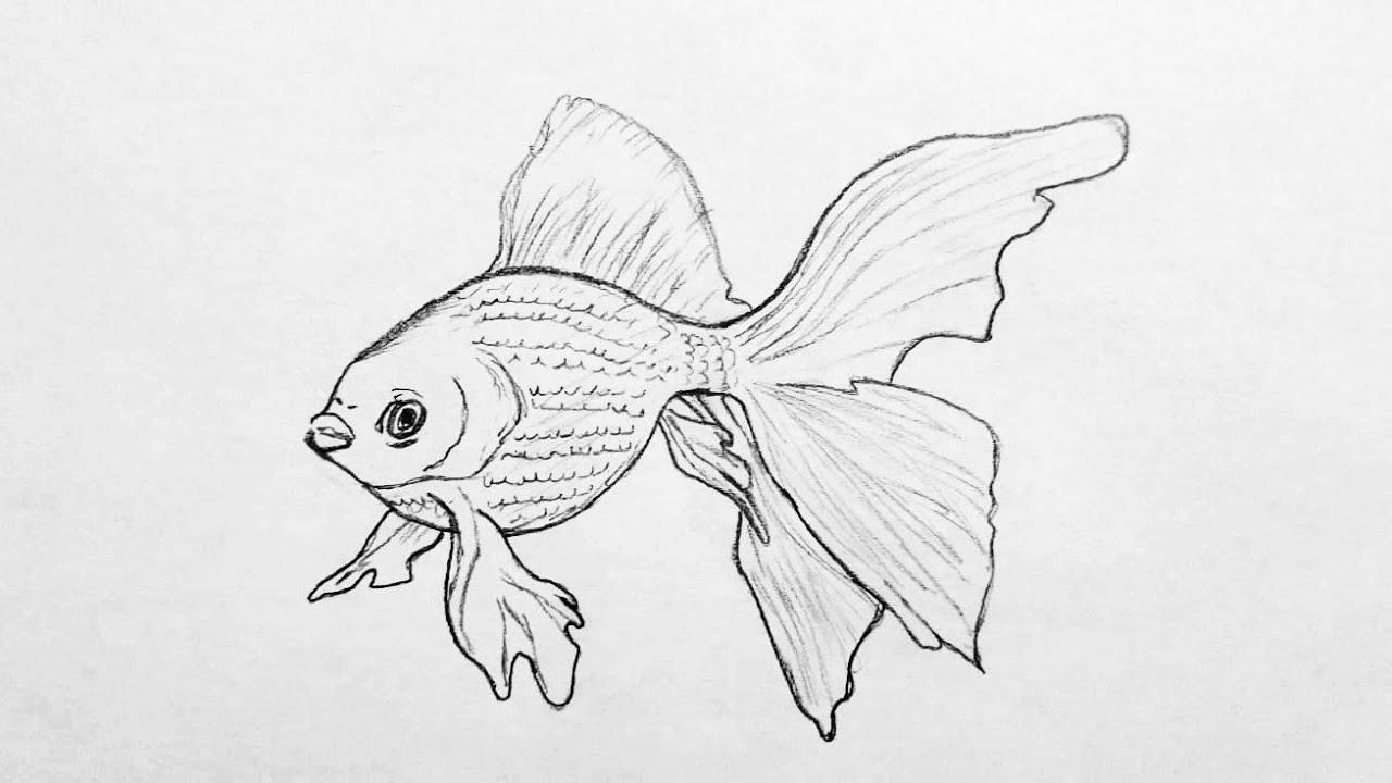 How To Draw A Fish Easy Realistic