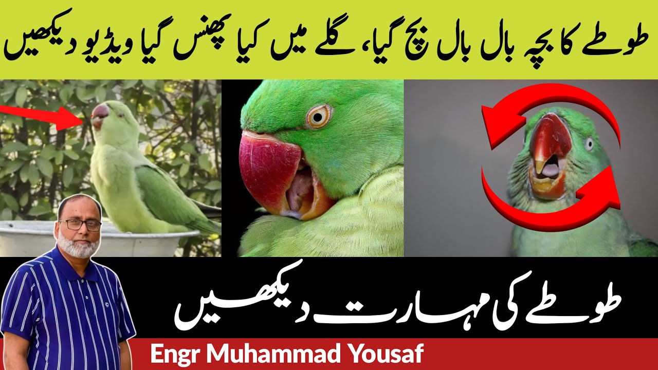 Parrot In Trouble Youtube