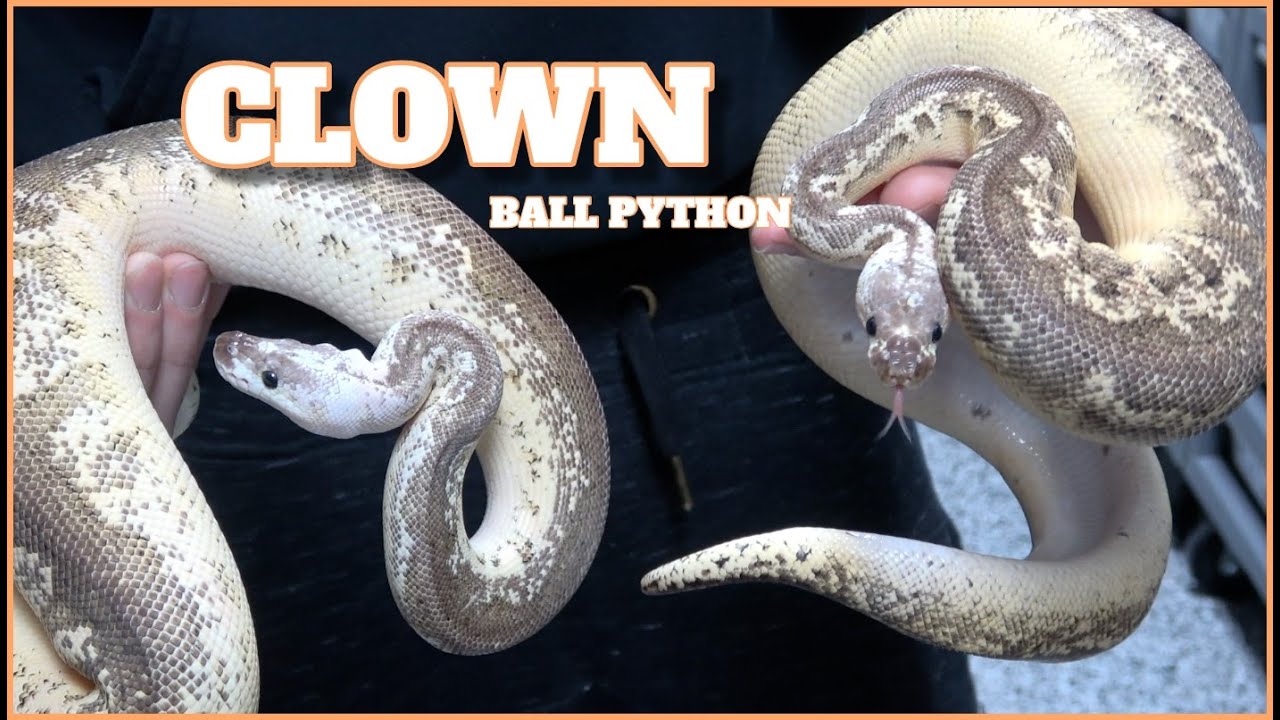 Showcasing The Clown Gene Ball Python Clown Combos Youtube