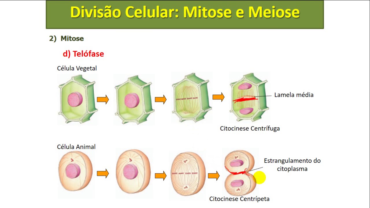 Divisao Celular Meiose E Mitose Binkedu