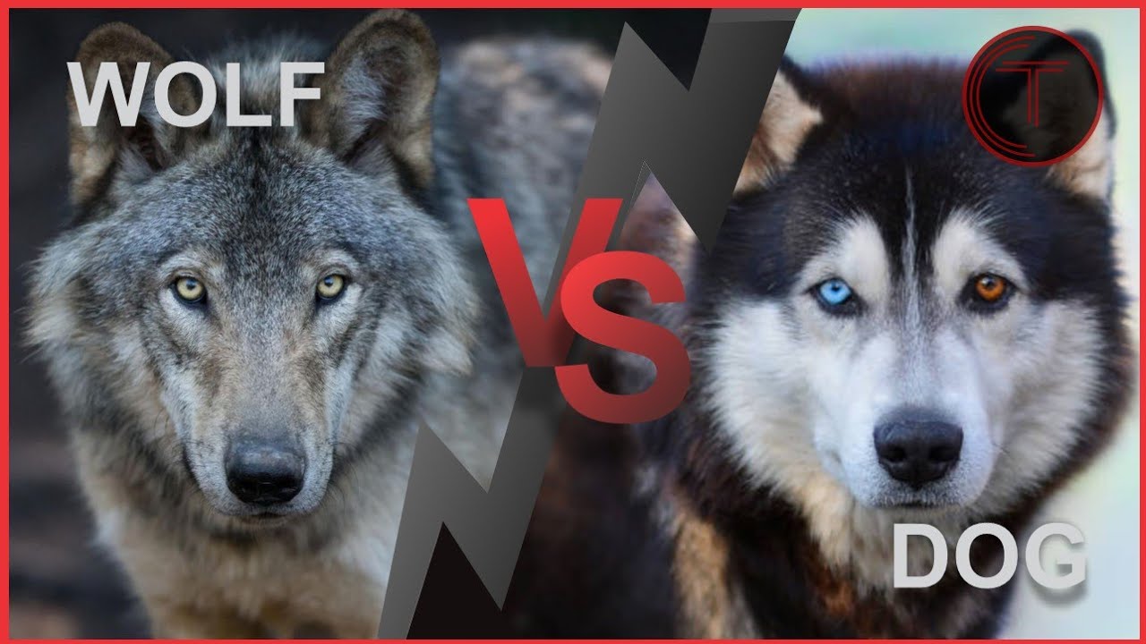 Ten Dogs That Even Wolves Are Afraid Of Youtube