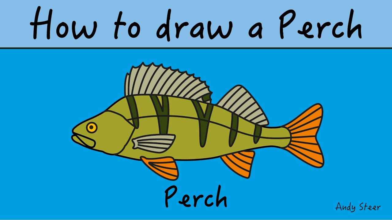 How To Draw A Perch Youtube