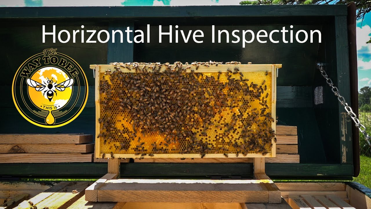 Long Langstroth Hive Update Inspection Saskatraz Honey Bees Horizontal