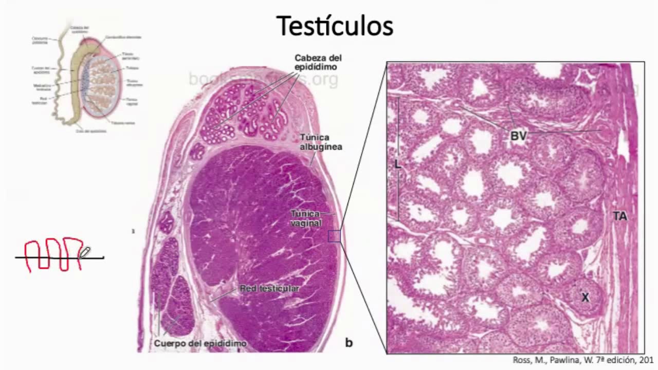 Histologia Do Epididimo E Dos Testiculos Sistemas