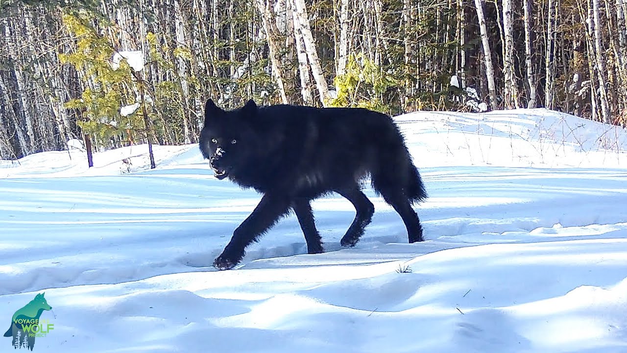 Rare Black Wolves In Northern Minnesota Youtube