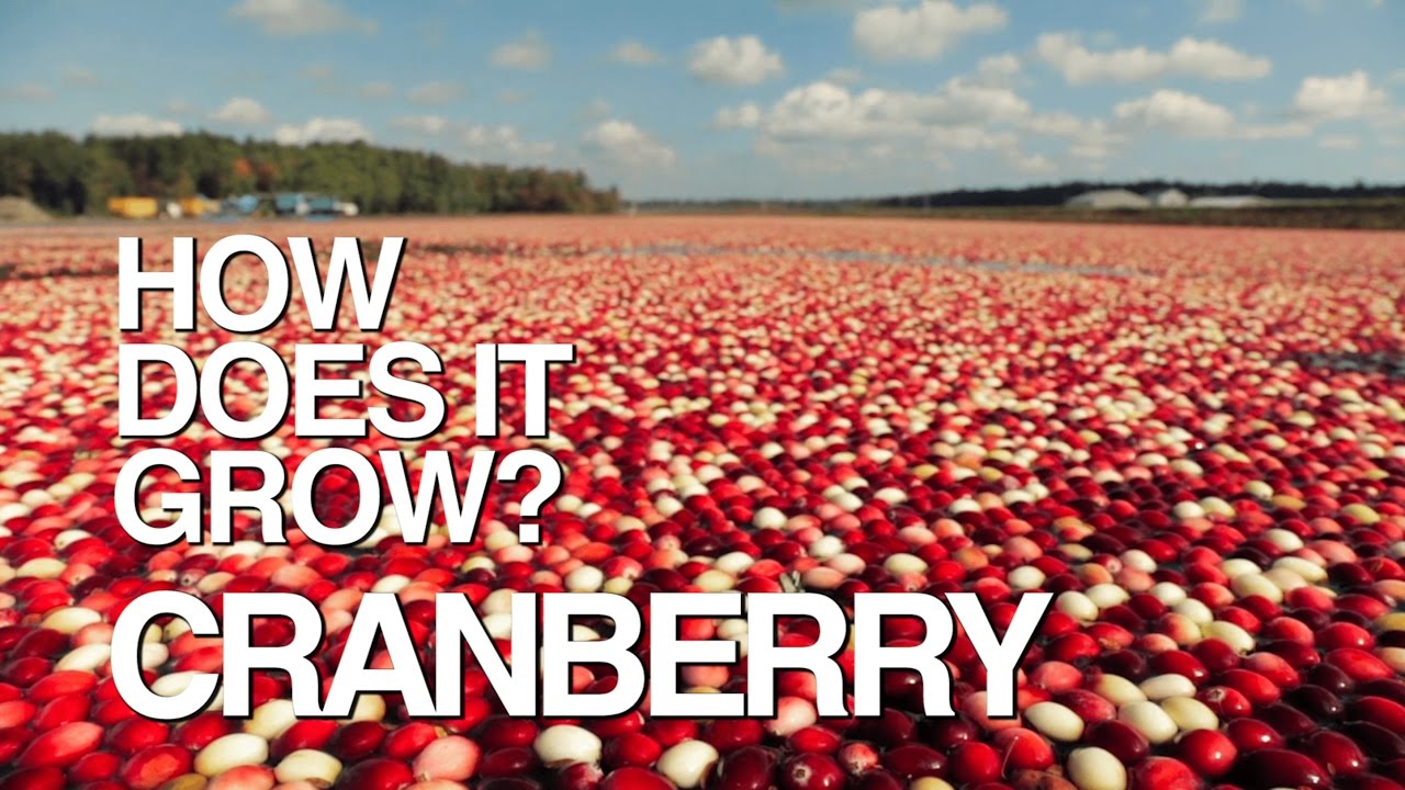 Cranberry How Does It Grow Youtube