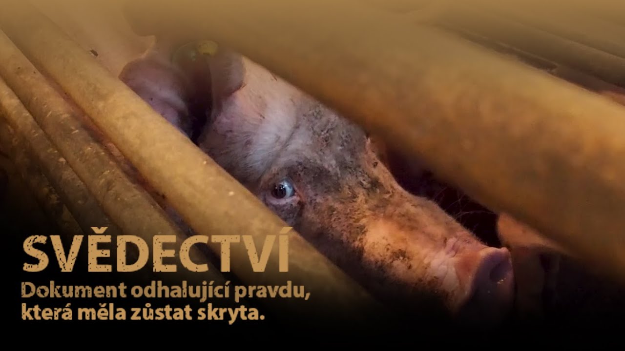 Svědectví Trailer Youtube