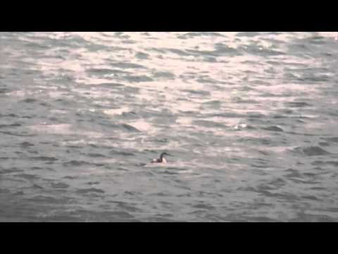 Pixie Birding: Pacific Diver in Marazion