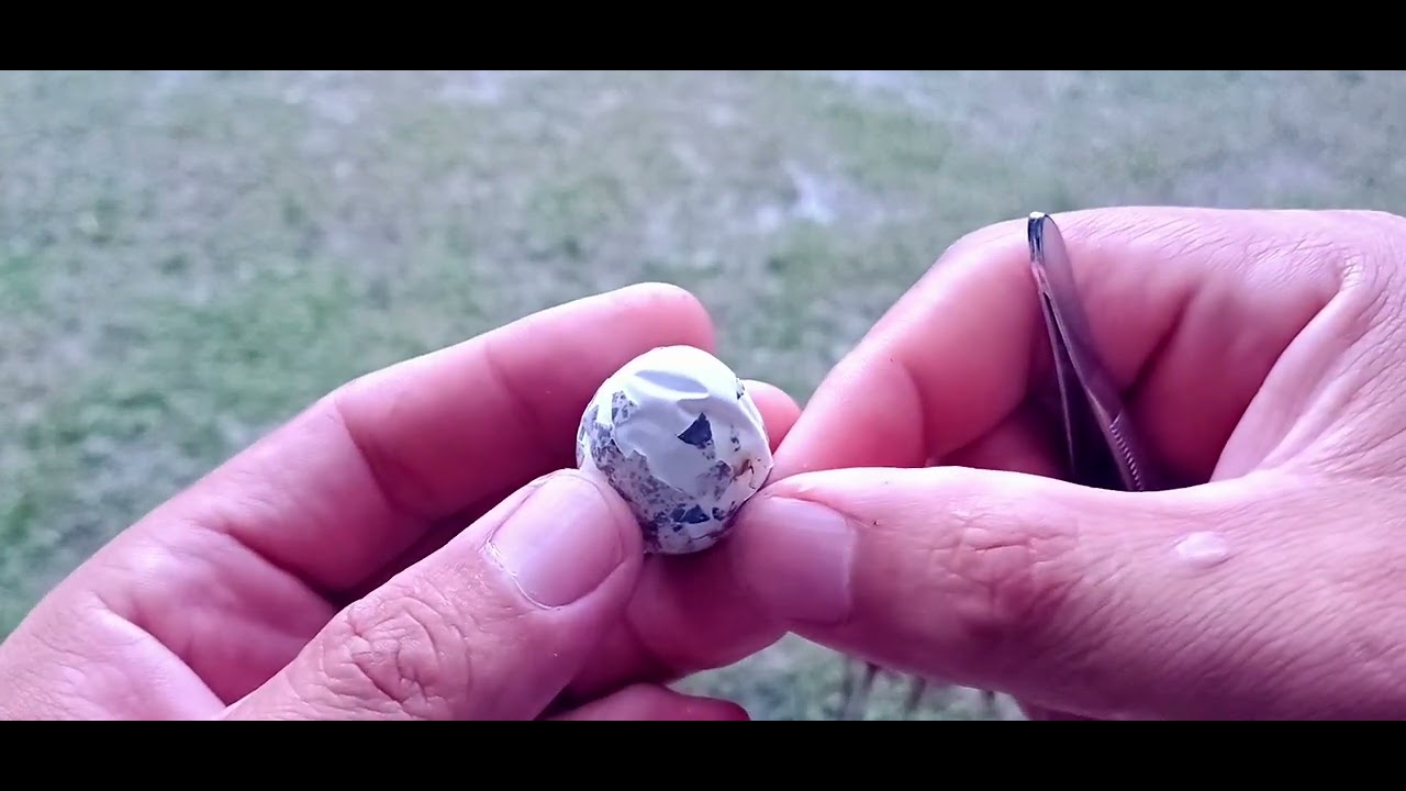 Beautiful Egg Hatching Youtube