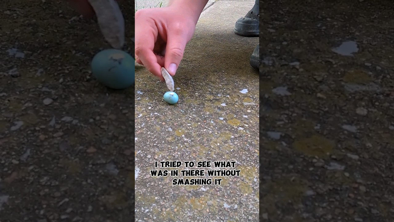 Bird Eggs With Brown Spots The Ultimate Identification Guide